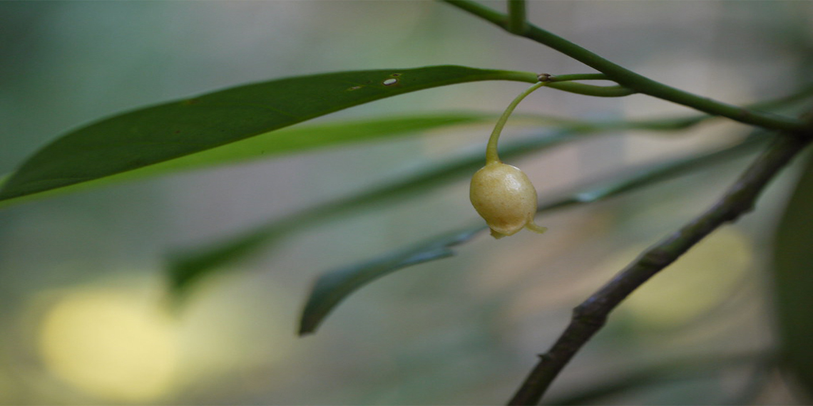 FSSAI Standards for Mace (Jaipatri) - Food Safety Mantra Blog